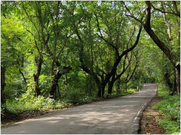 Mumbai environment lovers thrilled as SGNP to get 800 acres from Aarey ...