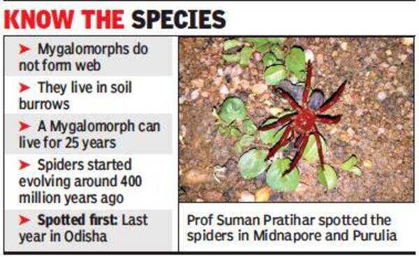 200 million-year-old spider species spotted in Bengal | Kolkata News ...