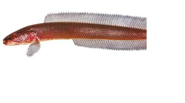 'Bhujia', 'Gollum' & 'Tholpalli' among 364 new animal species ...