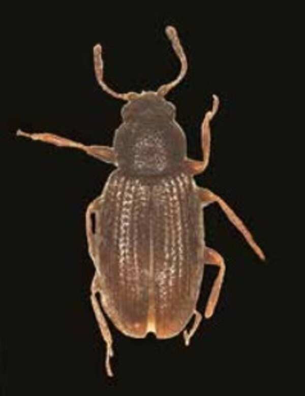 'Bhujia', 'Gollum' & 'Tholpalli' among 364 new animal species ...