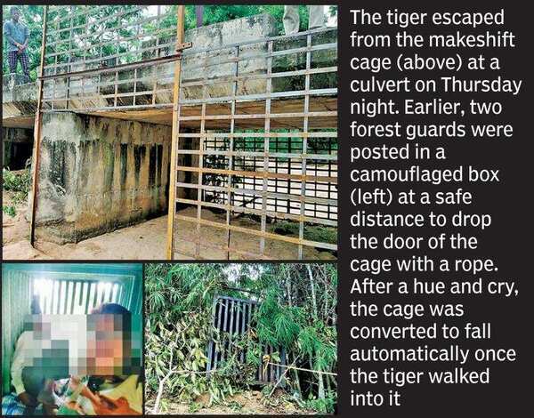 Rajura tiger trapped in cage but breaks free after a few hours | Nagpur ...