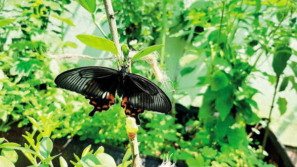 Pune: Professor’s passion for butterflies drives a community for the ...