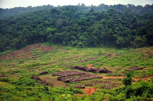 Inside Mollem, a biodiversity paradise fights for survival | Goa News ...