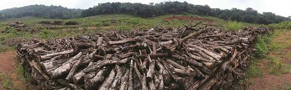 Inside Mollem, a biodiversity paradise fights for survival | Goa News ...