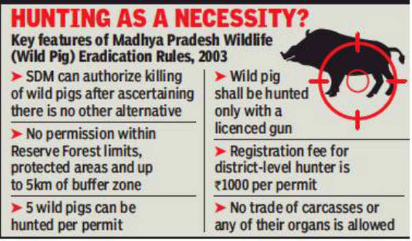 Madhya Pradesh may ease rules to kill wild boar for raiding crops ...