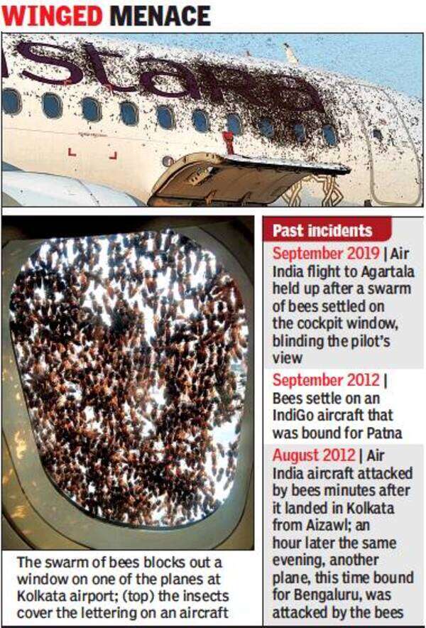 Kolkata: Bees ‘hijack’ aircraft, delay flights by an hour | Kolkata ...