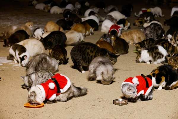Pictures: Rescue cats don Santa suits for purrfect Korean Christmas ...
