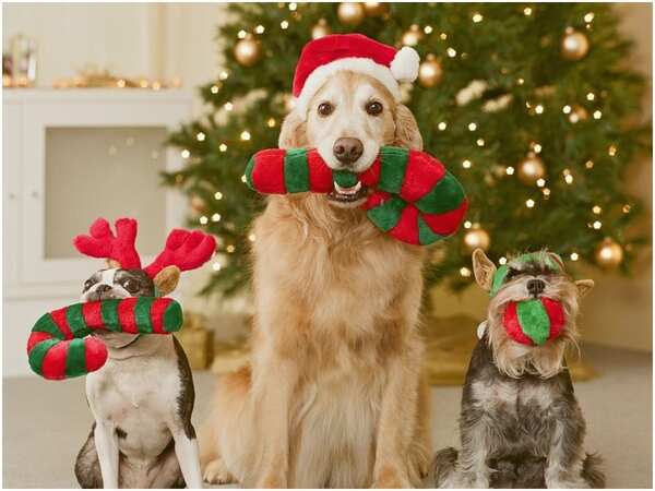 This Christmas, pets had a purrfect and furry celebration - Times of India