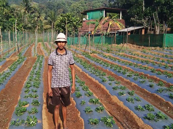 In a first for North Goa, farmer grows strawberries in Sattari | Goa ...