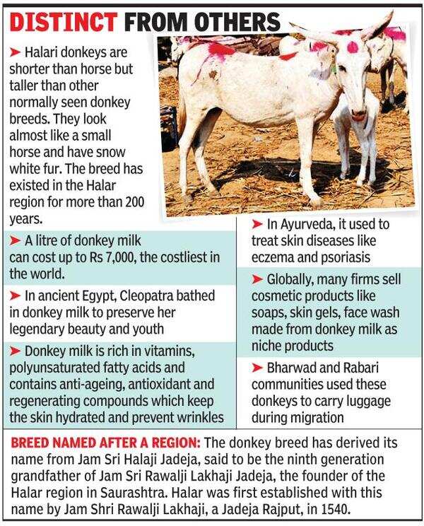 Gujarat donkey breed that delivers Rs 7,000 a litre milk faces ...