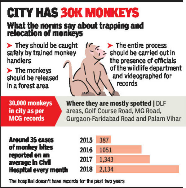 Govt wants to shift monkeys from Gurugram Sector 56, greens say no ...
