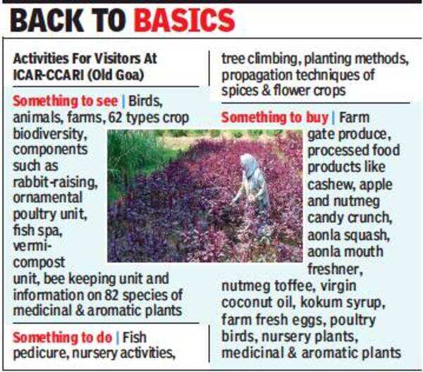 Goa: ICAR lays thrust on agro-eco tourism | Goa News - Times of India