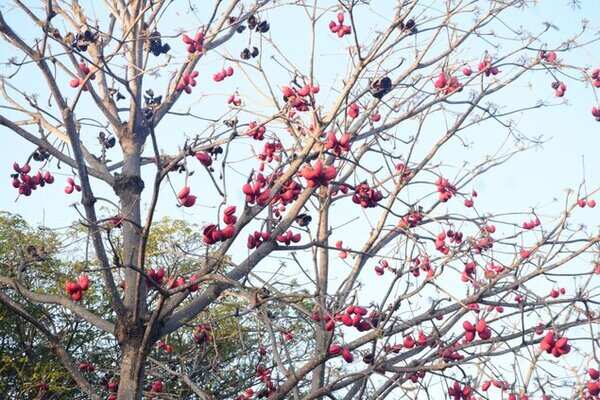 Karnataka: Java olive trees at Almatti are a tourist attraction ...