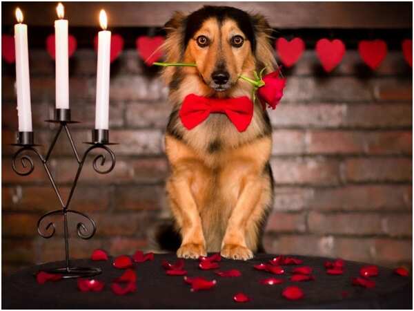 Pet parents make Valentine’s Day special for their pooches - Times of India
