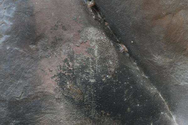 Fossil of world’s ‘oldest animal’ found in Madhya Pradesh | Bhopal News ...