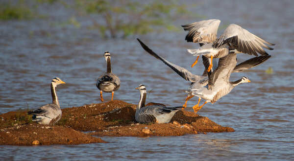 Tamil Nadu: 26,868 birds of 73 species spotted at eleventh edition of ...