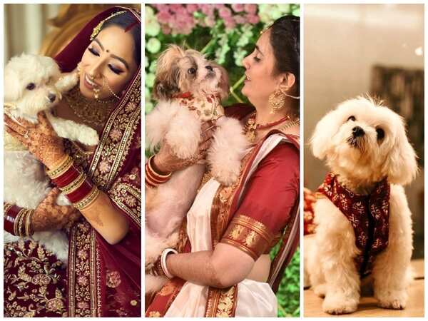 Pets make for ultra glam baraatis at desi weddings - Times of India