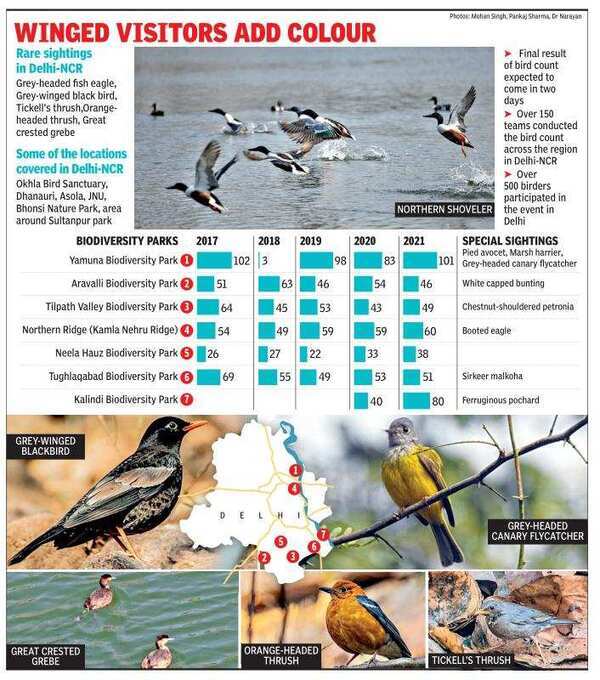 Number of bird species in Delhi up | Delhi News - Times of India