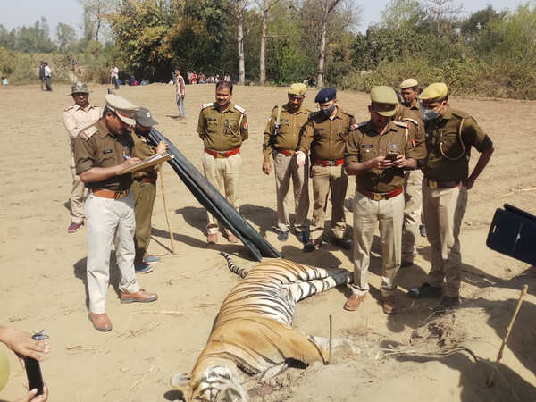 Caught in UP poachers’ wire trap, eight-year-old tiger bleeds to death ...