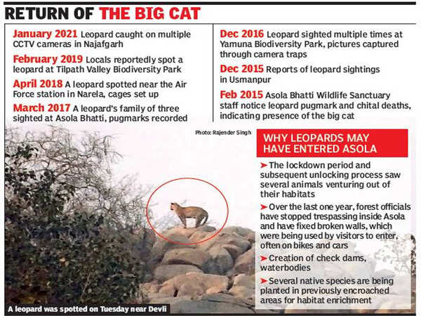 Leopards settle down in better Asola | Delhi News - Times of India