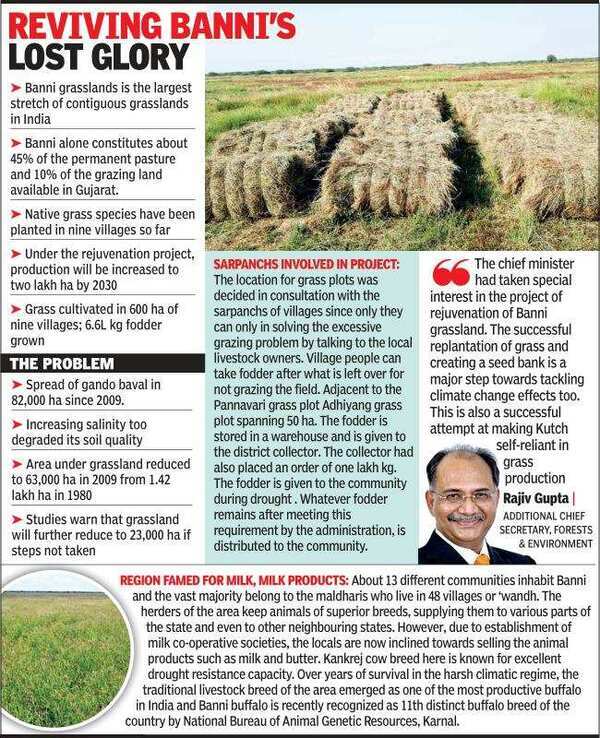 Asia’s finest grassland in Kutch gets new lease of life | Rajkot News ...
