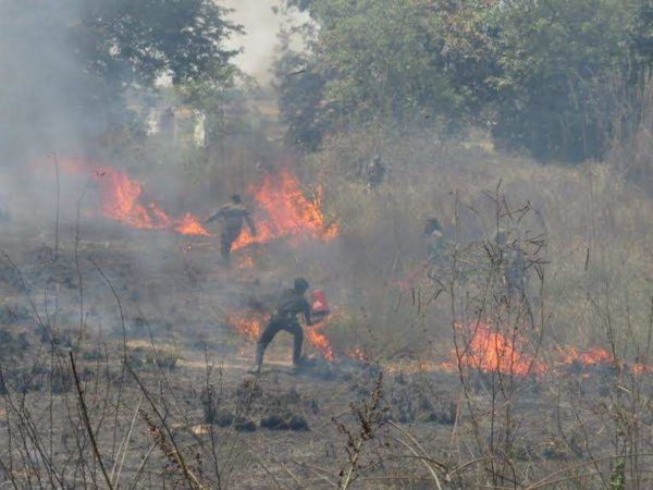 Razing fire spread in forest area in Bareilly, Army jawans put out ...
