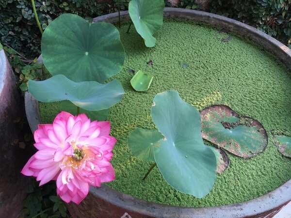 Brighten up your home garden with these gorgeous monsoon flowers ...