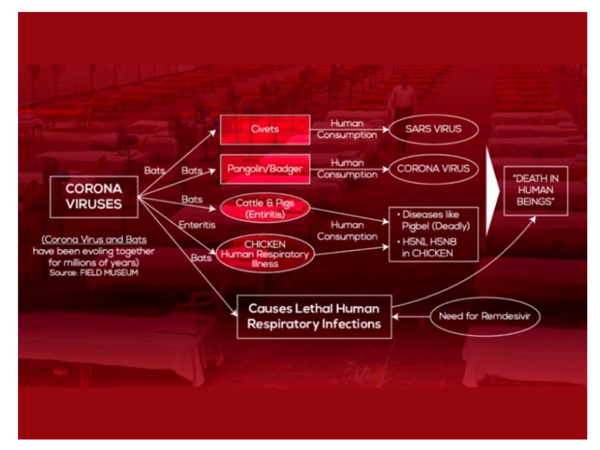 COVID 19 :Not from a Lab ! Animal Virus Again ! - Times of India