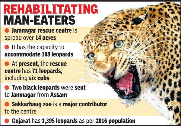 RIL rescue centre likely to get leopards from Himachal Pradesh ...