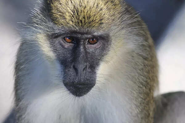 Monkeys, lemurs and apes at risk: Climate change threatens a quarter of ...