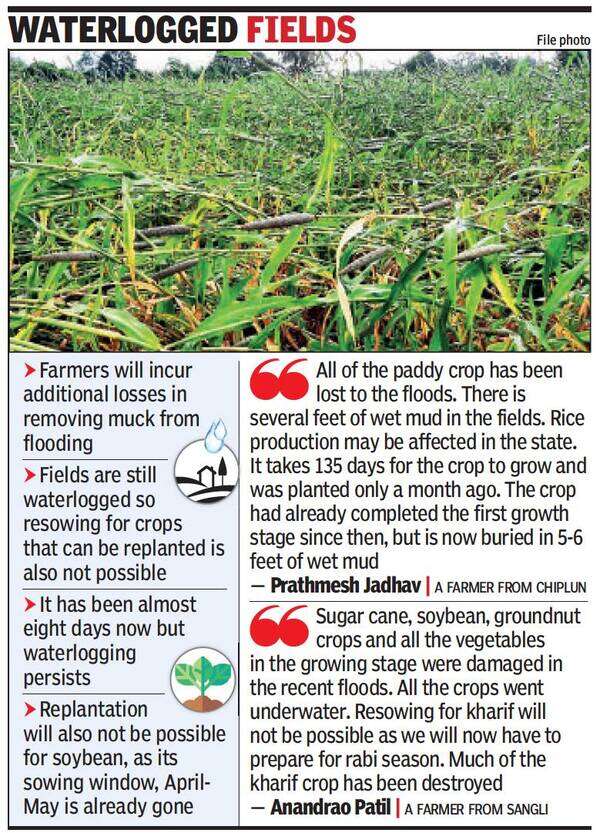Extent of kharif crop damage now doubles to 3 lakh hectare in ...