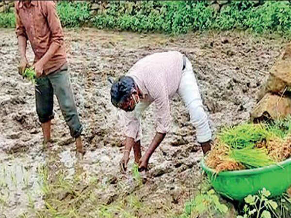 Teachers in Madhya Pradesh's Dindori district sow paddy so that farmers ...