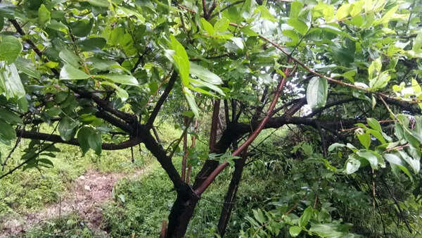 Masur, shrub after which Mussoorie was named, is now disappearing ...