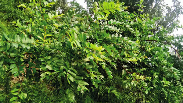 Masur, shrub after which Mussoorie was named, is now disappearing ...