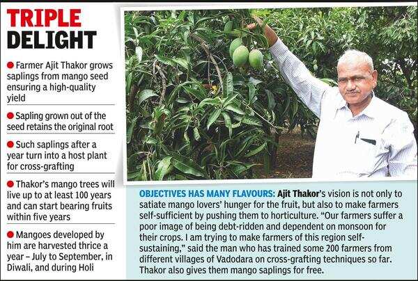 365-day mango feast from Vadodara | Vadodara News - Times of India