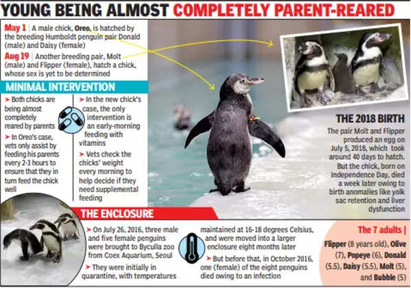Meet the Mumbai’s two penguin chicks, zoo now has 9 Humboldt birds in ...