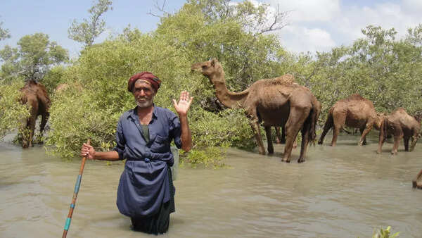 Kutch: Lifeline sought from PM for Gujarat’s unique ‘swimming camels ...