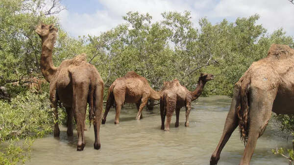 Kutch: Lifeline sought from PM for Gujarat’s unique ‘swimming camels ...