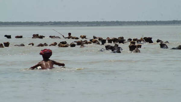 Kutch: Lifeline sought from PM for Gujarat’s unique ‘swimming camels ...