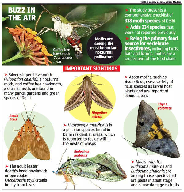 A hive of activity... 8-year survey identifies 338 moth species in ...