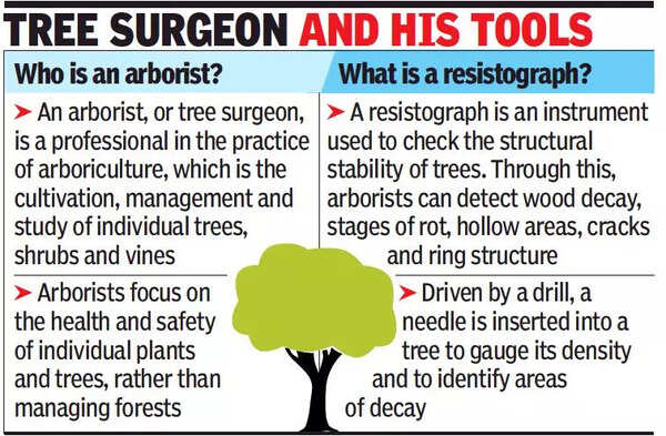 Mumbai Port Trust to rope in arborists to check on health of 3,000 ...