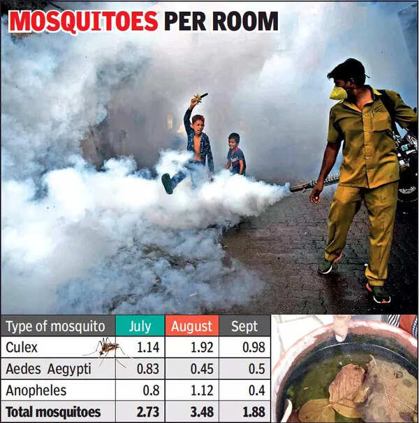 Ahmedabad: Mosquito invasion still on | Ahmedabad News - Times of India