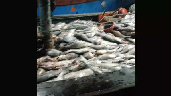 Gujarat: Una fisherman hits jackpot with prized croacker catch worth Rs ...