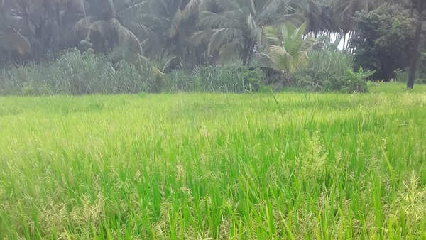 Goa: In Canacona’s Devbhag, a family of 4 brings 40,000 sqm of fallow ...