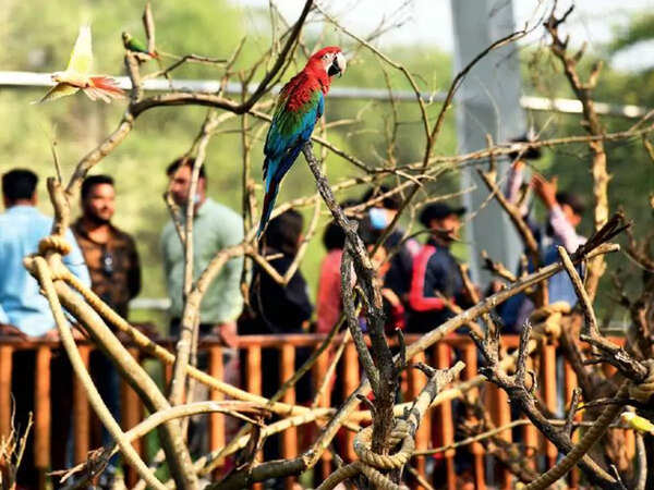 On Day 1, 1,000 visitors turn up at Chandigarh Bird Park | Chandigarh ...