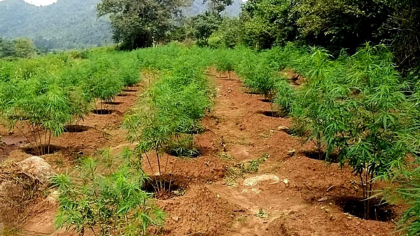 Ganja is just another cash crop for most tribal growers in Andhra ...