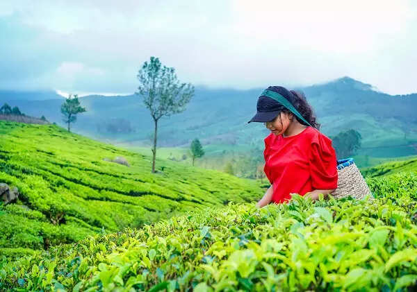 Pandemic makes tea tourism a hot favourite | Kolkata News - Times of India