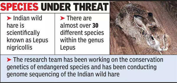 Indian wild hares related to Burmese, Hainan ones: Study | Hyderabad ...