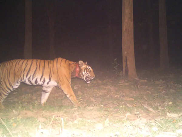 Maimed by trap, tiger turns cattle killer in Kerala | Kozhikode News ...