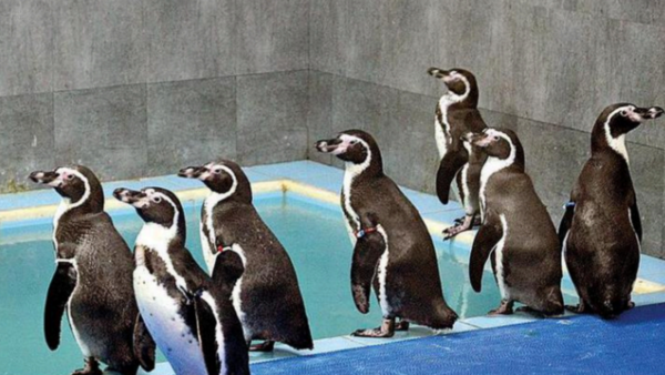 'Mumbai's penguin facility better than one in Gujarat' | Ahmedabad News ...